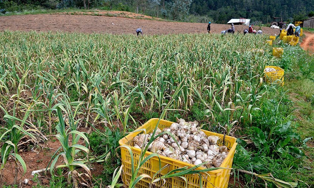 Productores de ajo en Constanza denuncian estar al borde de la quiebra ...